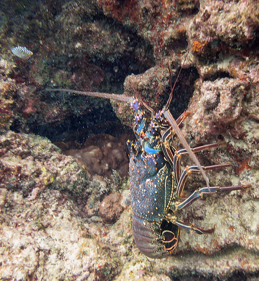 Maui Master Swimmers - Ocean Swim
