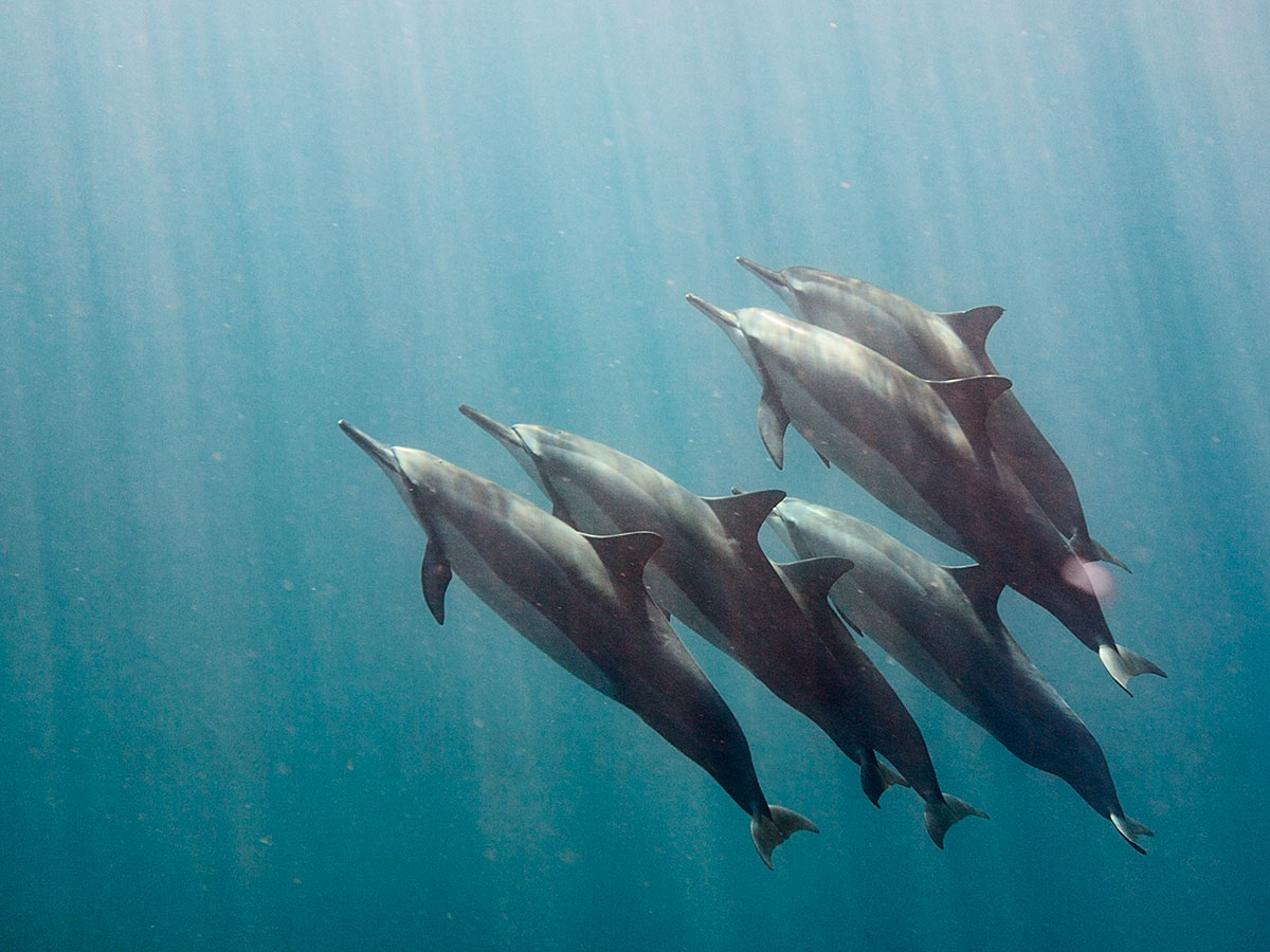 Maui Spinner Dolphins