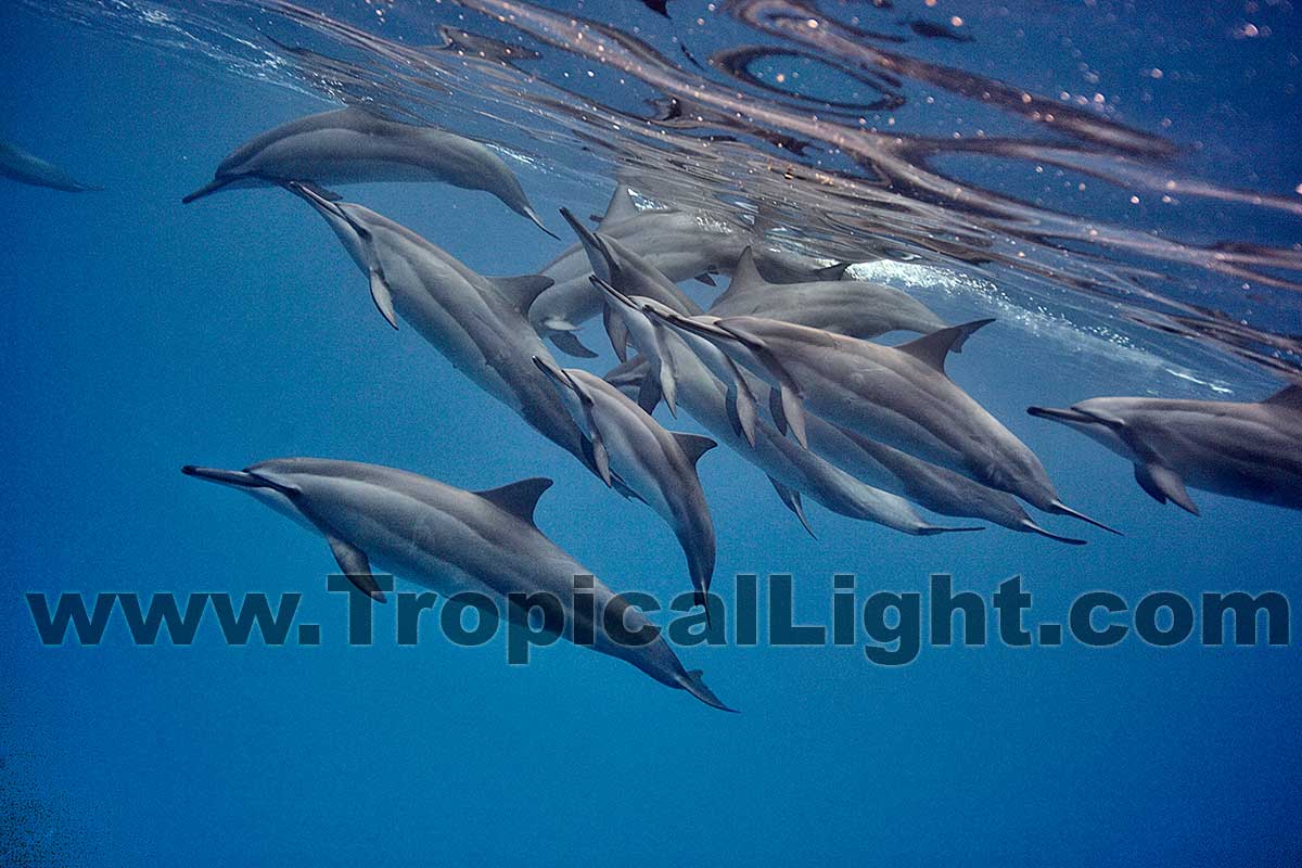 Maui Spinner Dolphins