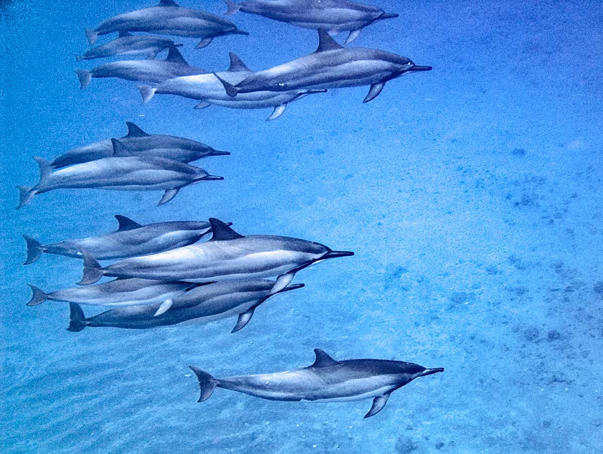 Dolphins